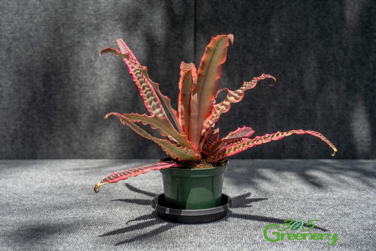 Bromeliad Cryptanthus 'Elaine'