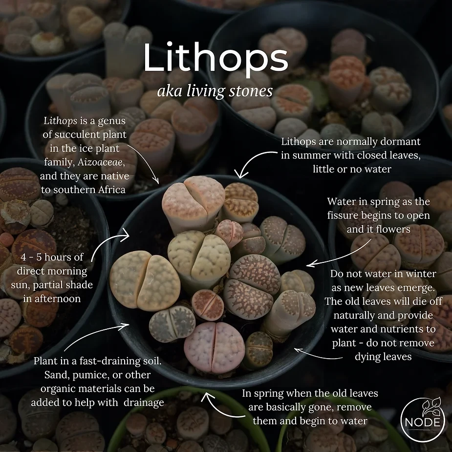 Why We're Obsessed with Lithops "living stones"